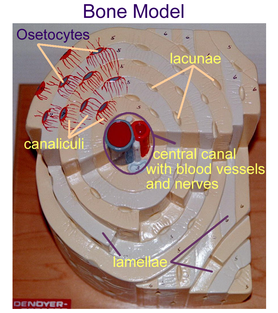 Skeletal Models